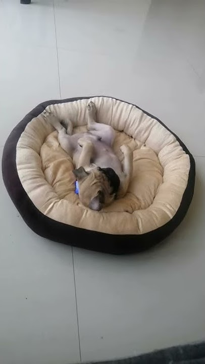 Cute baby pug sleeping videos, pug puppy falling asleep, Pug dog ...