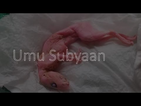 Umu Subyaan: Ha daawan hadaad qalbi jilicsantahay?