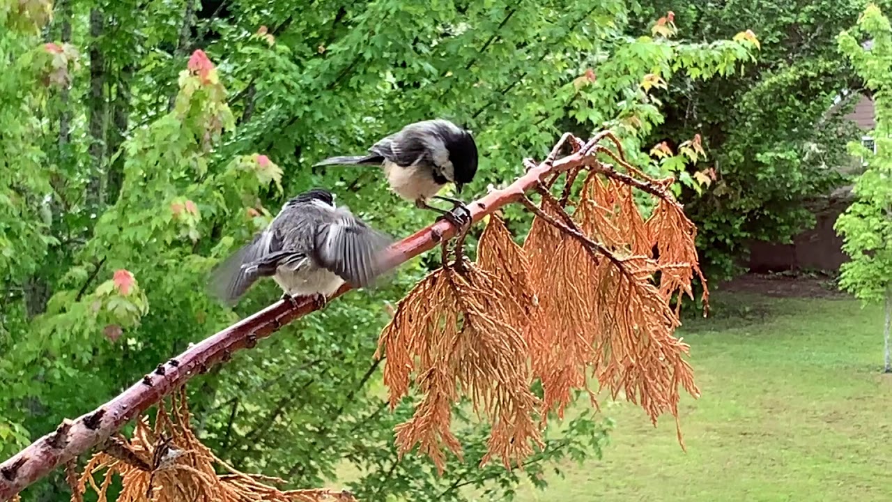 Baby chickadee - YouTube