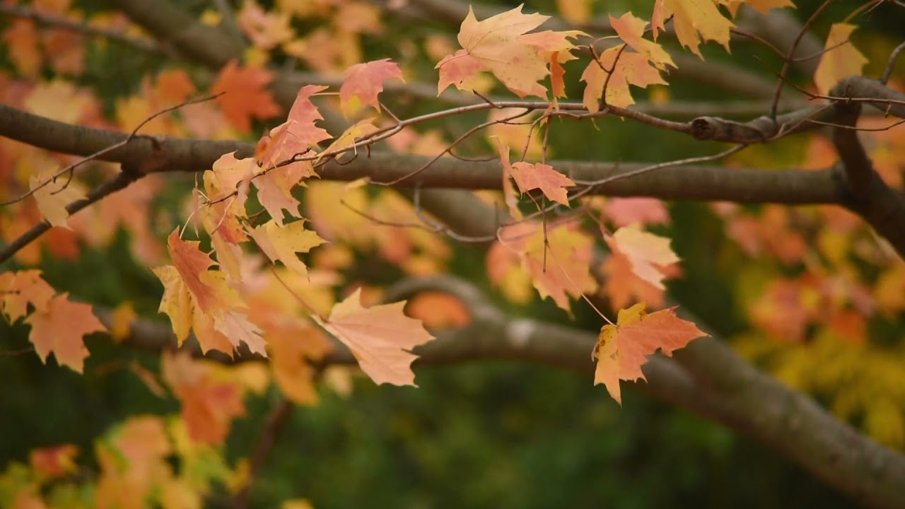 Chilly Autumn Sounds | Relaxing, Leaves & Nature | HD Nature Video ...