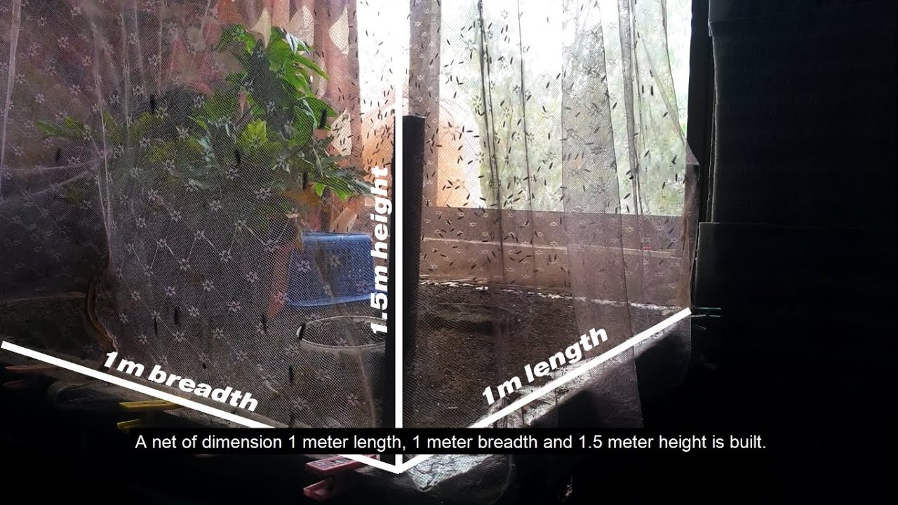 Setting Up BSF Facility At Home || BSF cage || Part 1 || - YouTube