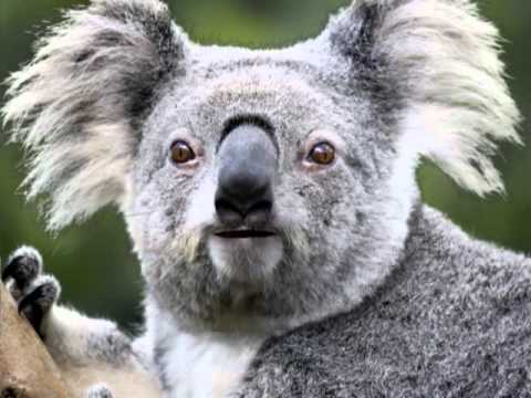 Koala Bear Gets Crazy - YouTube