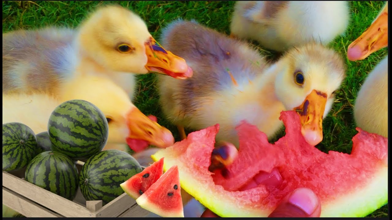 Geese Baby Enjoying With Family ️ Ducklings love watermelon ️ My ...