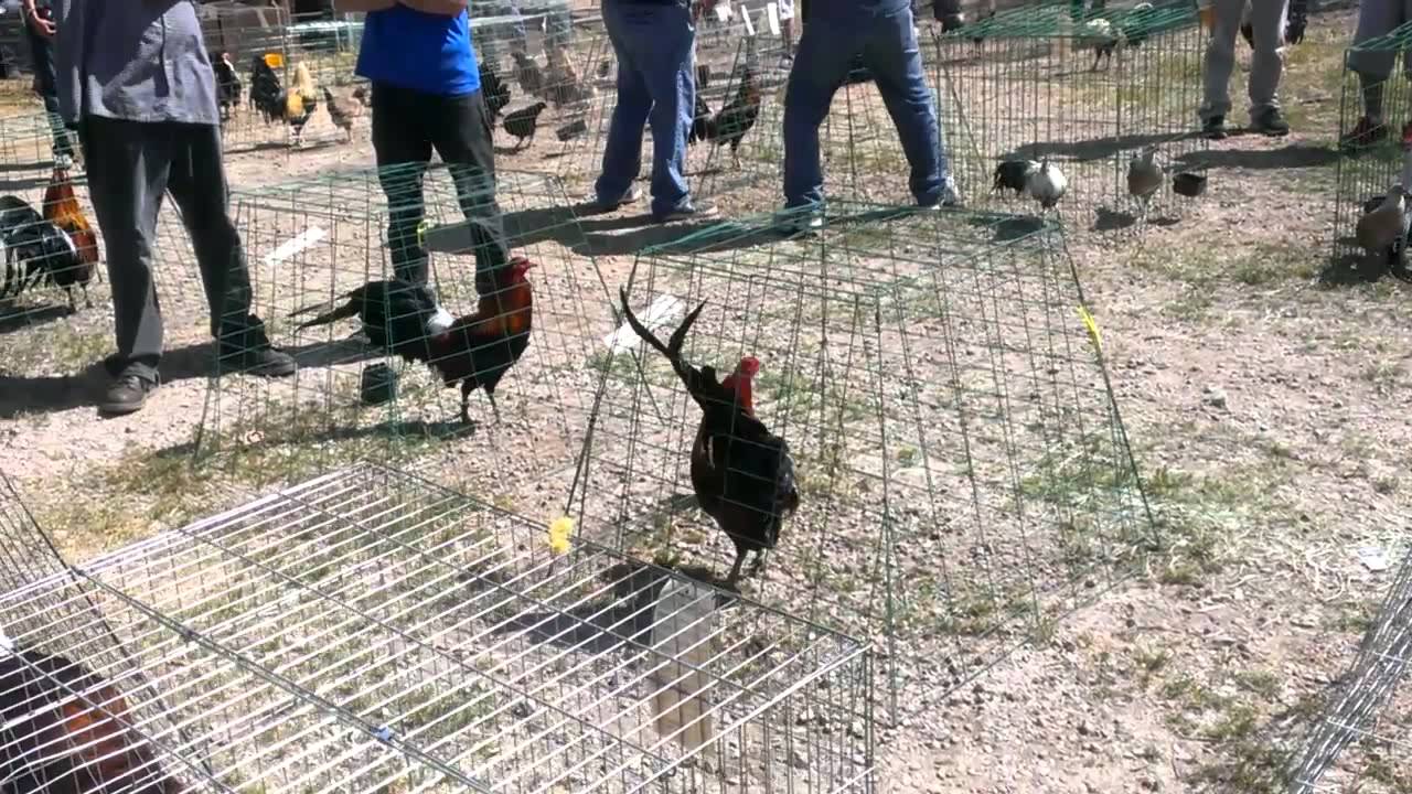 Gamefowl show Riverside ,California - YouTube