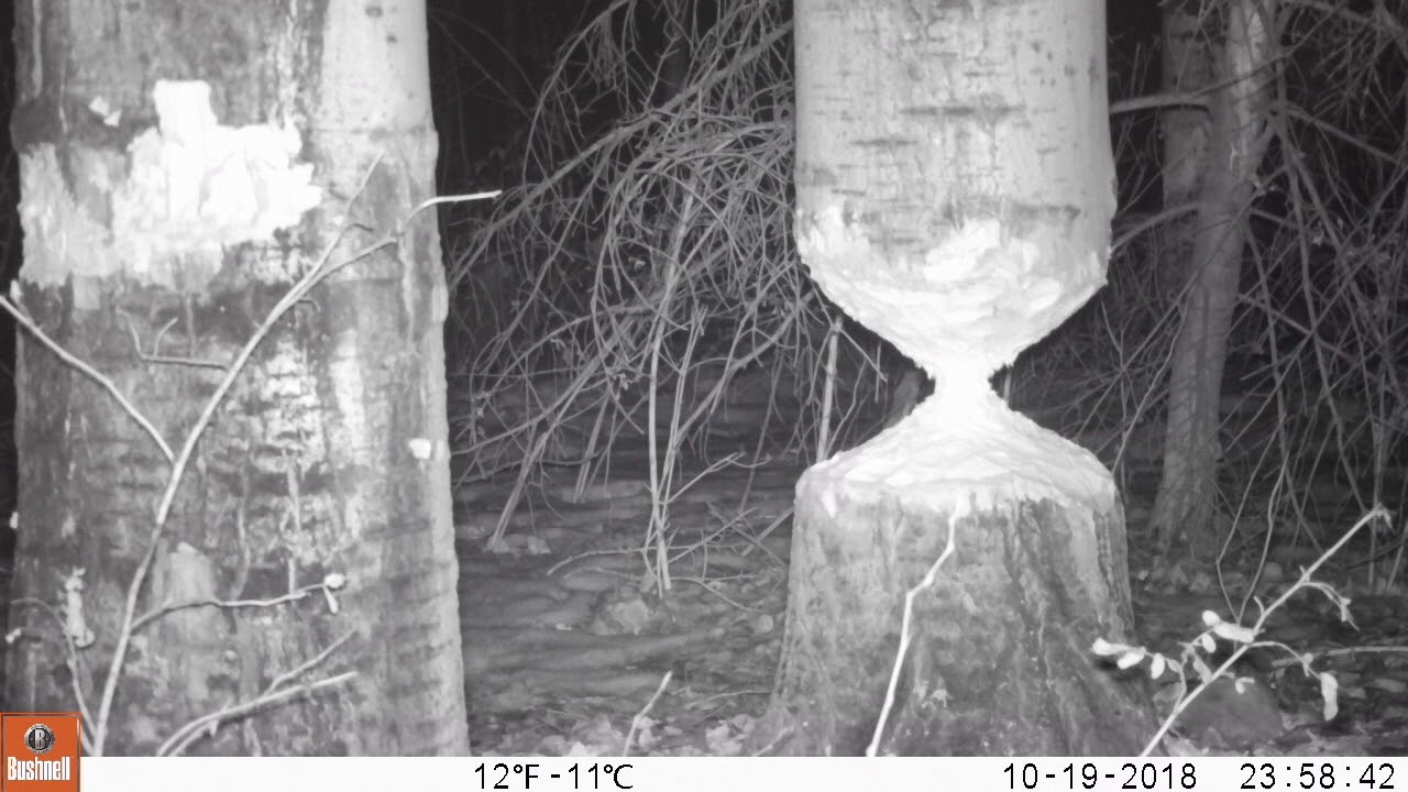Trail cam beaver 7 - YouTube