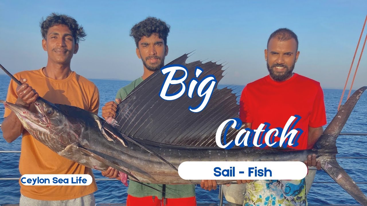 Big Catch , Caught a Sailfish. Game Fishing #fishing #fishingvideo # ...