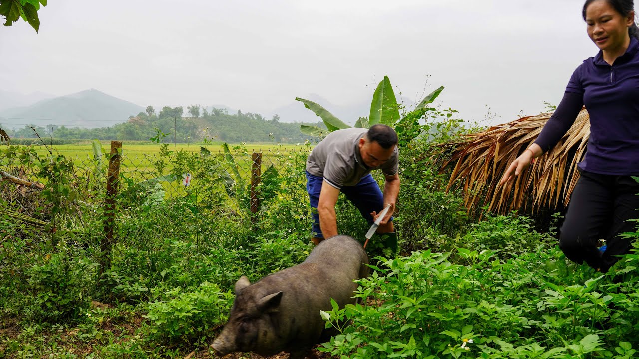 How I Inseminated My Pig? Pigs Not Eating for Days Worry Me, Building a ...
