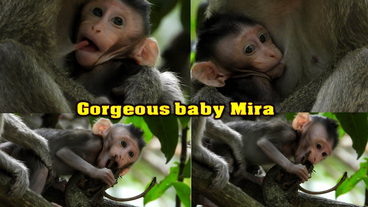 OMG! Gorgeous baby Mira feeling fresh & happy to get yum milk from mum ...