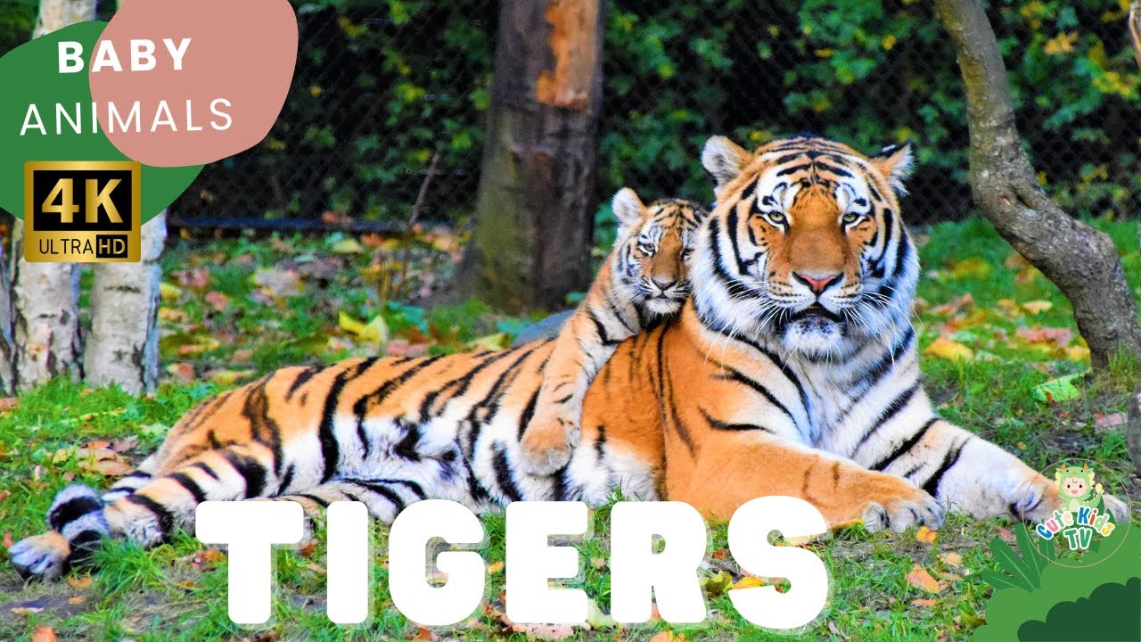 Tigers | Tigers for Kids: Learn All About Tigers | CuteKidsTV - YouTube