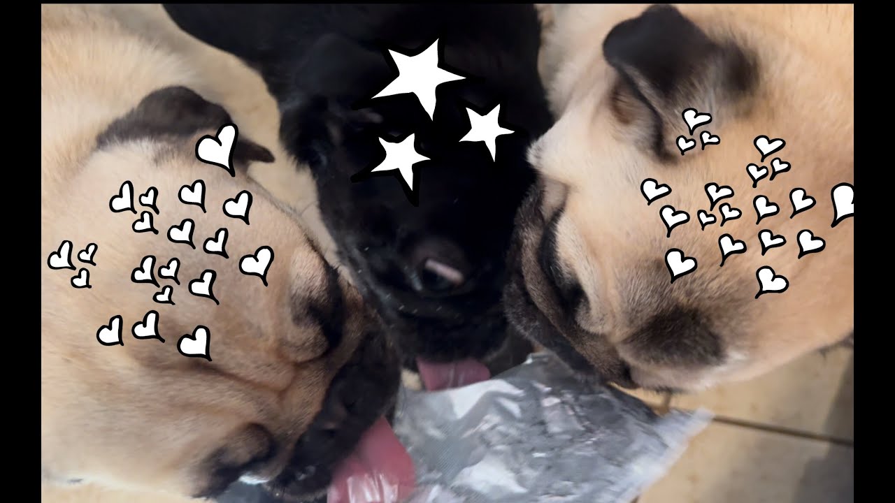 Cooking with Pugs - YouTube
