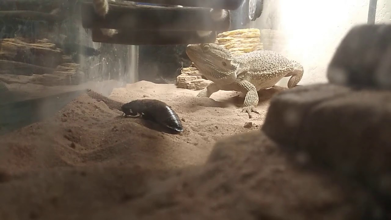 Bearded dragon eats hissing cockroach! - YouTube