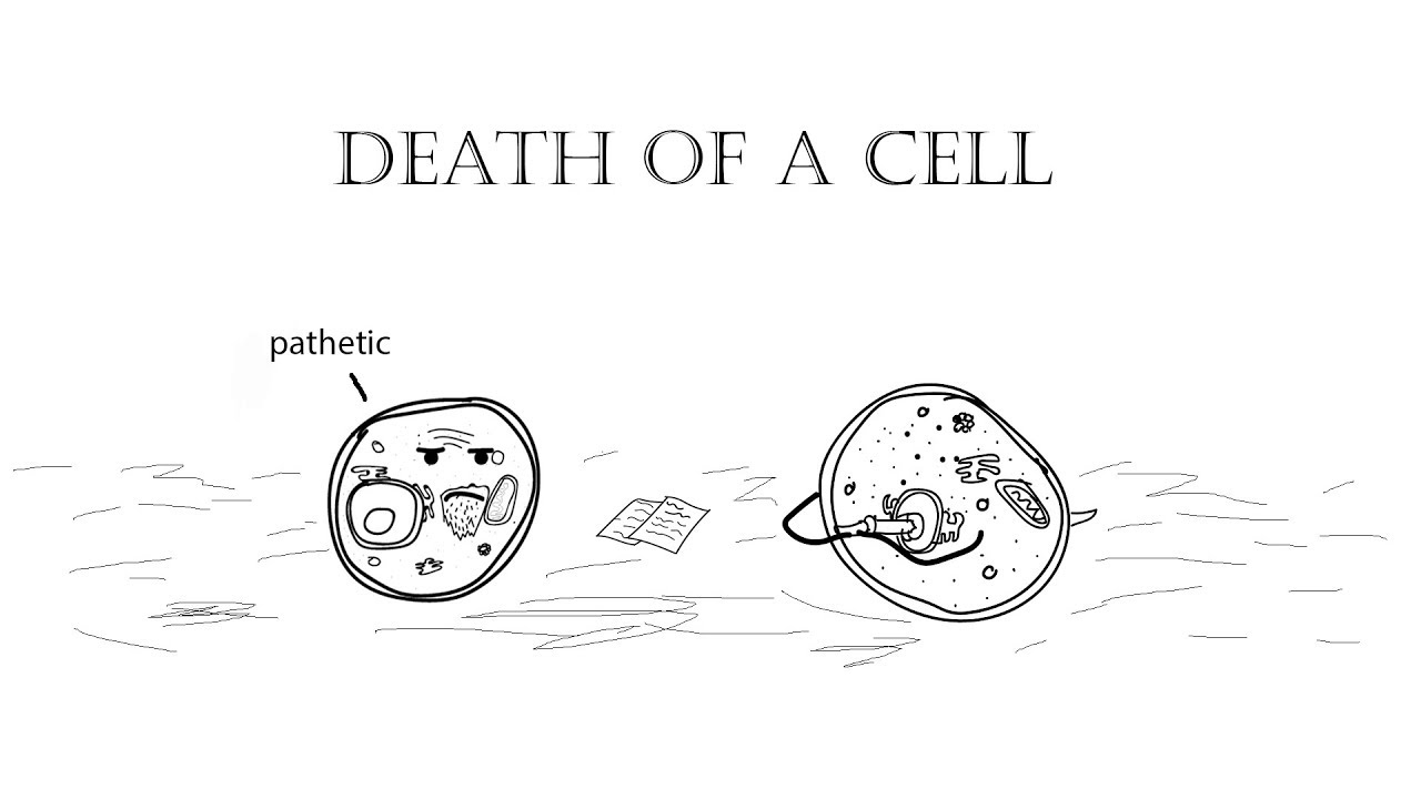 Why and How do Cells Die - YouTube