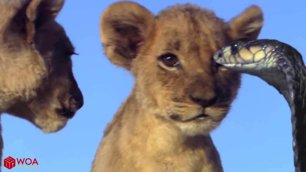 Amazing King Cobra Vs Lion Cobra Chasing Three Lion Cubs But Fail - YouTube