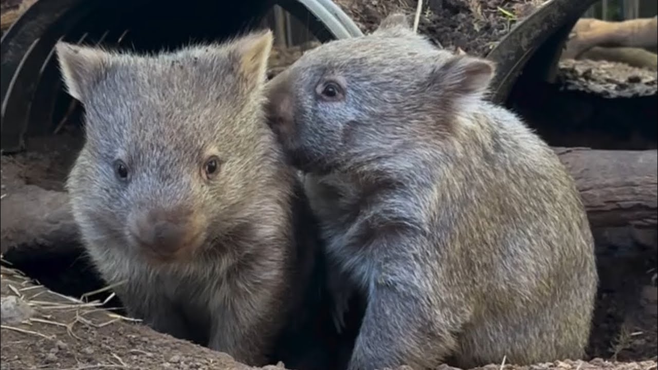 Wombat is cutest wild animal in the world 🐨🐨🐨 - YouTube
