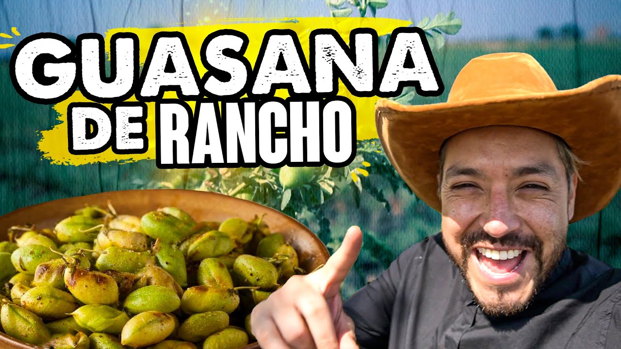 Se comen los GARBANZOS VERDES les llaman Guasanas - YouTube