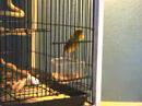 Green Singer canary - YouTube