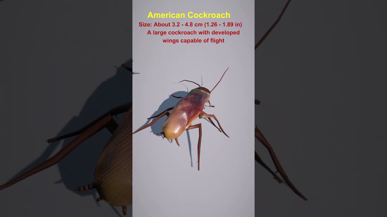Just How Big Is an American Cockroach? A Visual Guide - PestControls.blog