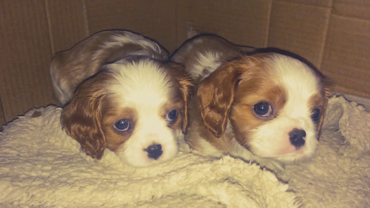 Puppies February 2018 - YouTube