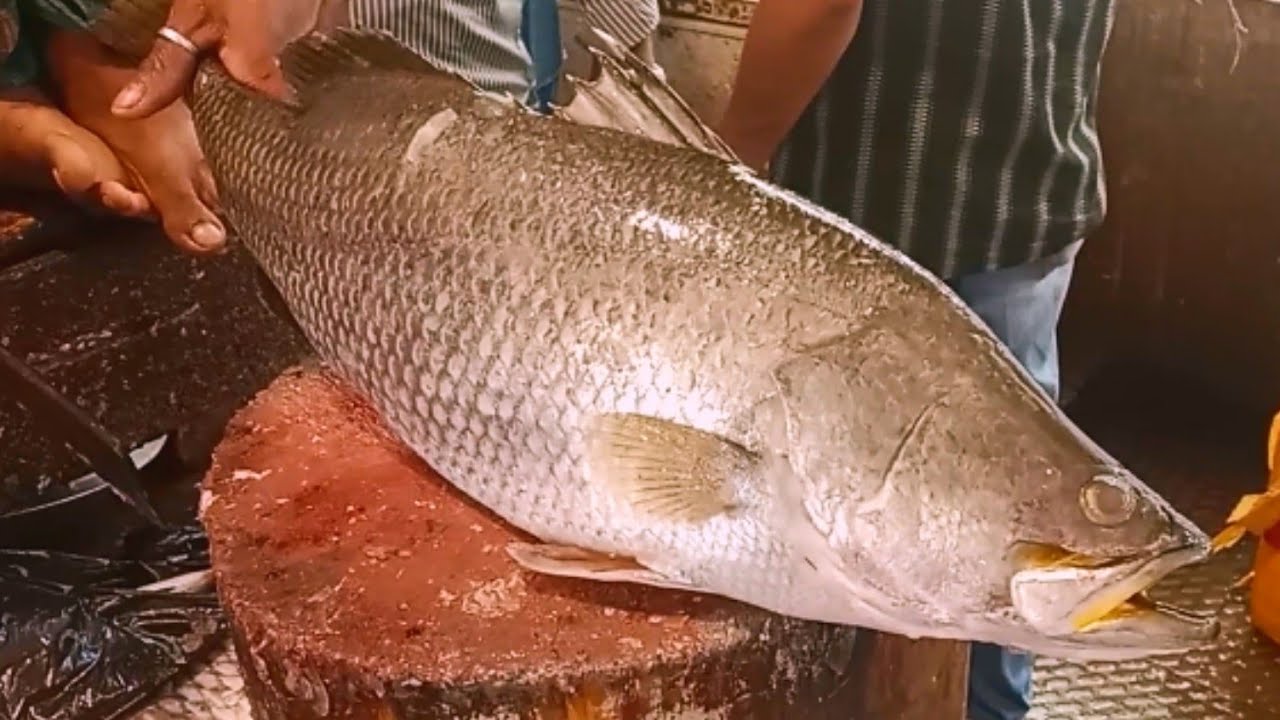 Amazing Bhetki Fish Cutting In BD Fish market - YouTube