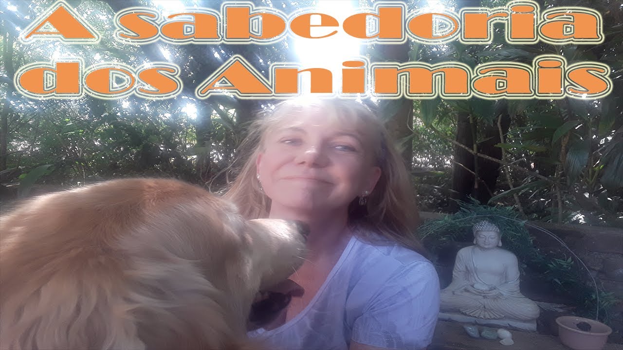 A sabedoria dos animais - YouTube
