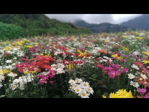 Northern Blossom Flower Farm