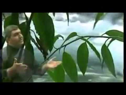 GEYLANİ KARAASLAN  SİLSİLE 360p