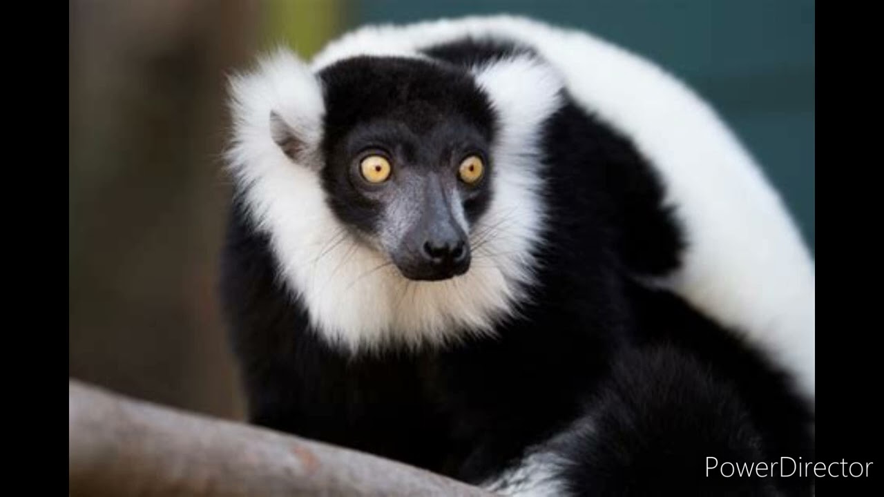 black and white ruffed lemur sound effects - YouTube