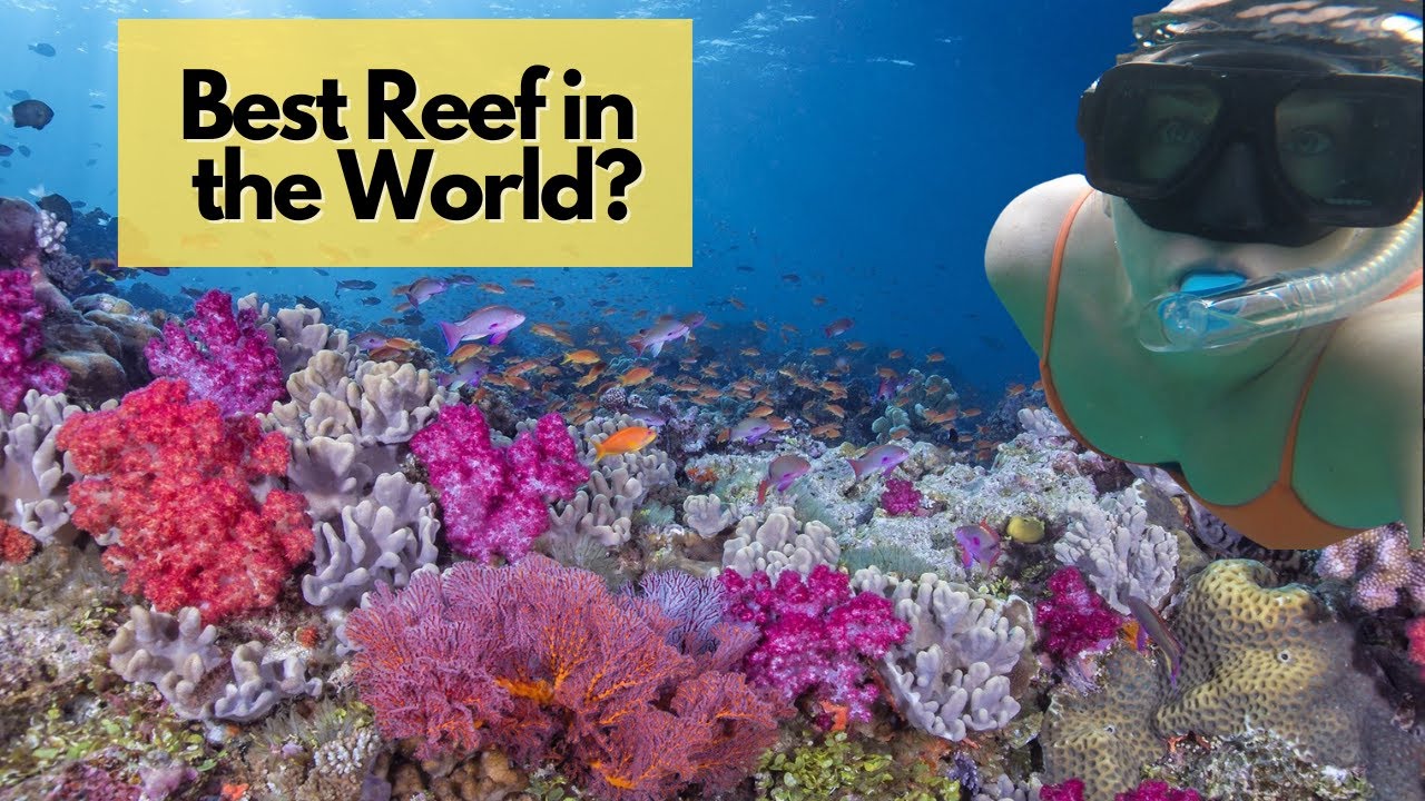 Snorkeling the Rainbow Reef, Fiji - YouTube