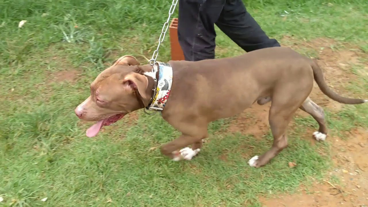 Ultima Parte Viagem Peruibe Projeto Vida Pit Bull Canil Athila Gameness ...