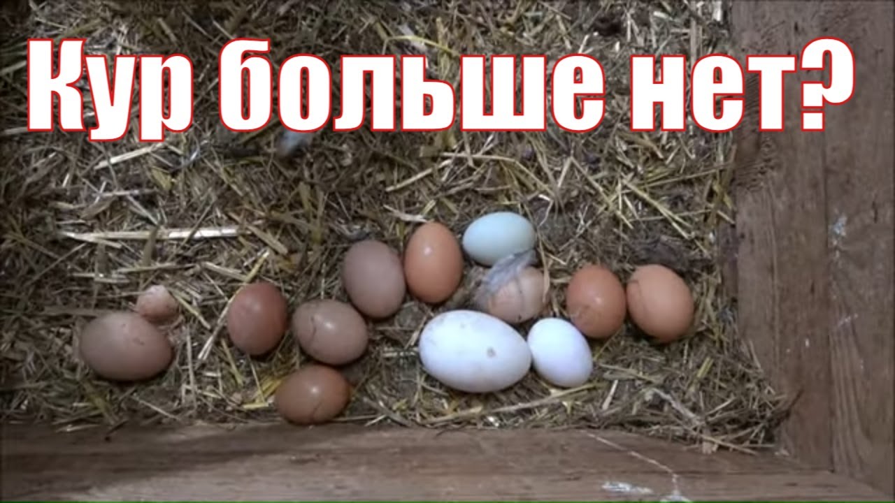 Куры несушки Что случилось с моим хозяйством Youtube