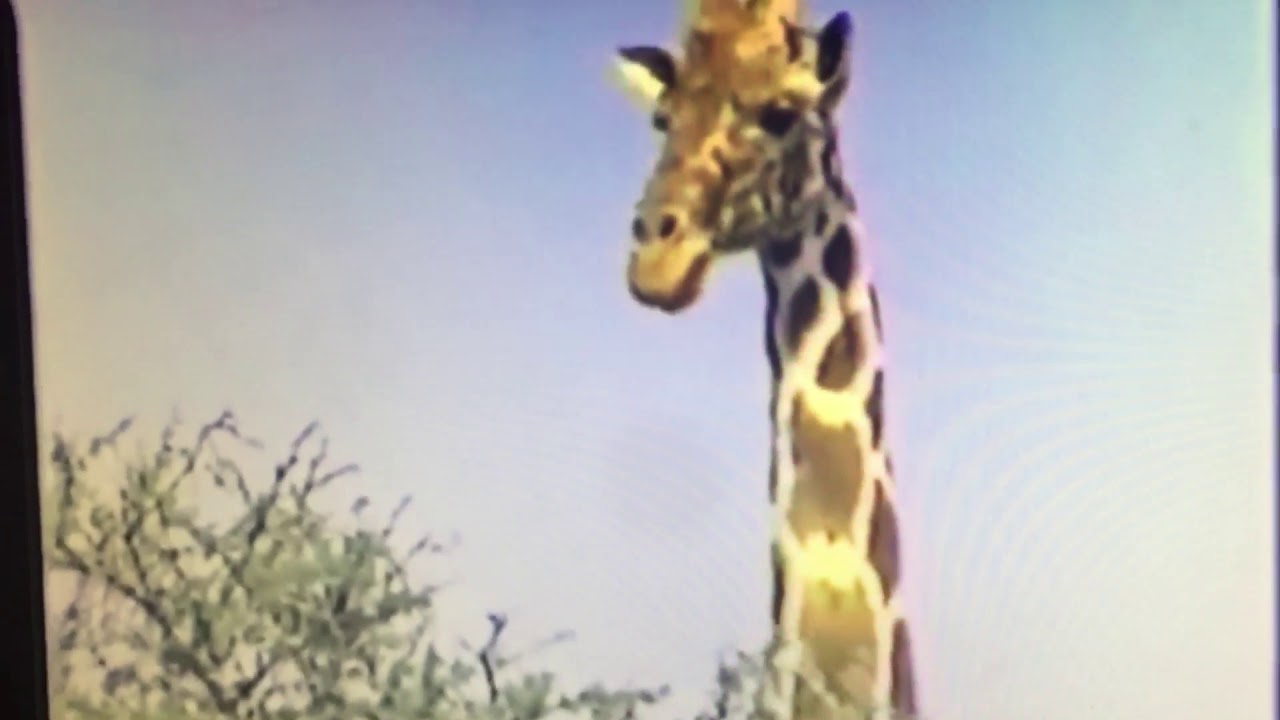 Animal ABCs: G for Giraffe 🦒 - YouTube