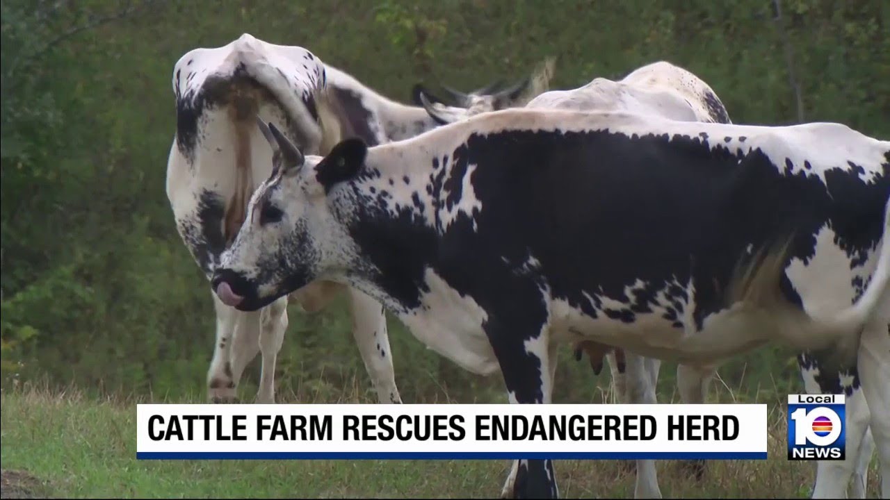 Vermont cattle farm adopts endangered herd of cows in hopes of ...