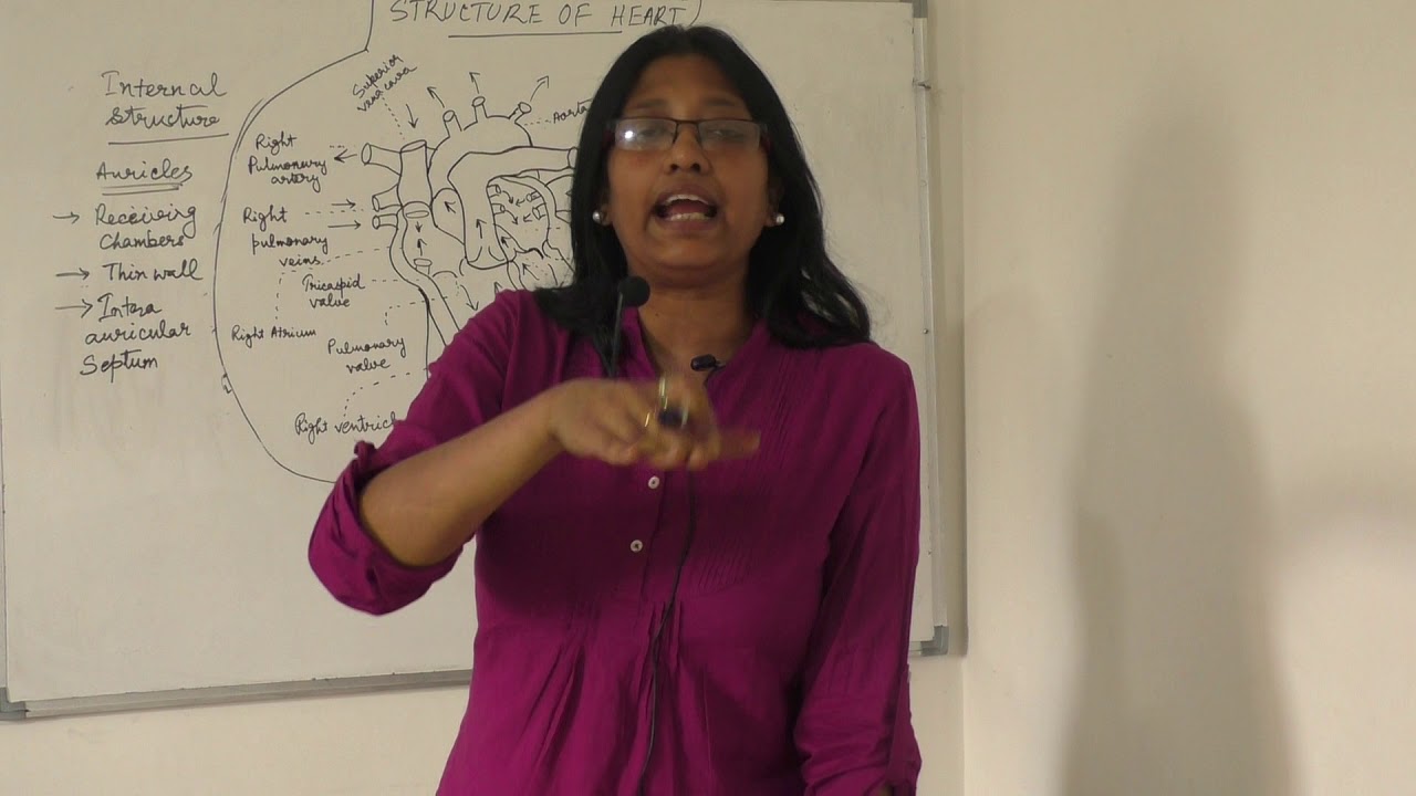 STRUCTURE OF HEART CLASS 10 NCERT BIO YouTube structure-of-heart-class-10-ncert-bio-youtube
