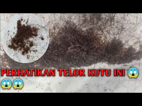 DI KIRA PASIR TERNYATA TELOR KUTU RAMBUT SEBANYAK INI OMG 😱😱😱 - YouTube