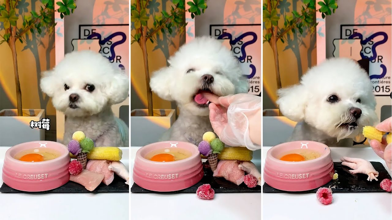 puppy cute eating - dog eat #pets - YouTube