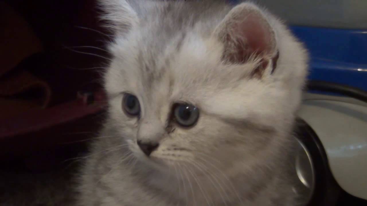 Шотландский котенок Скоттиш - страйт - YouTube