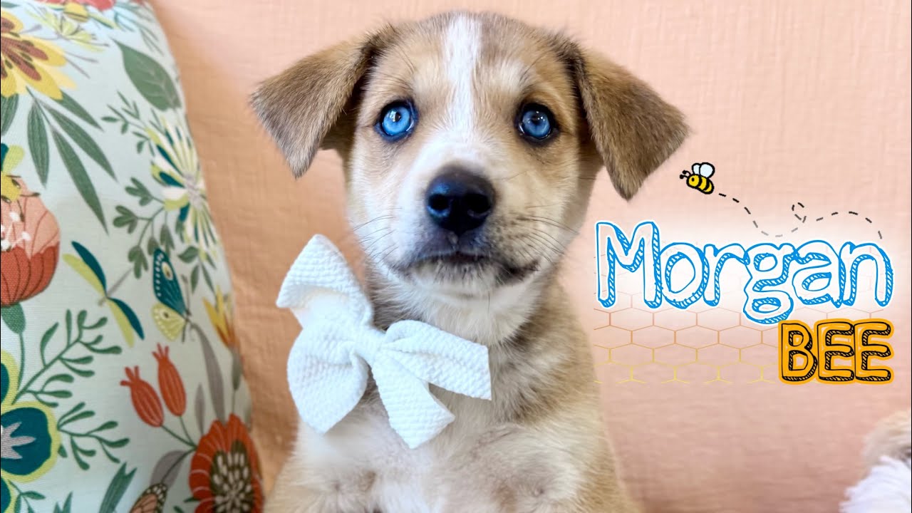 Fluffy Morgan Bee will be as true blue as her eyes! 🐝 🩵🐾 - YouTube
