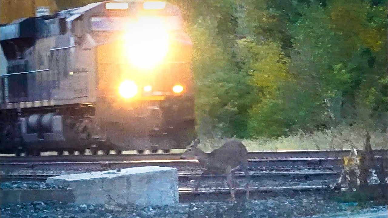 This Deer Smarter Than Humans and Waits For a Train to Go By Railroad ...