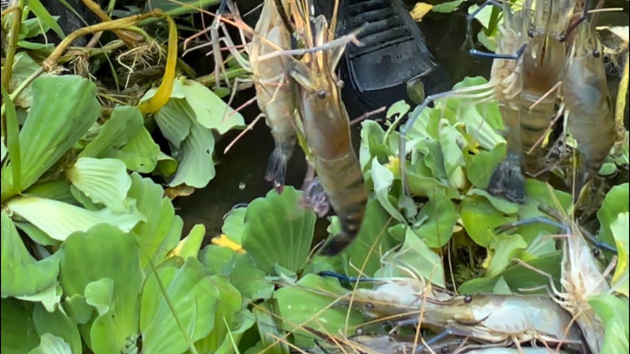 Just pulled their beards and catch easily like this freshwater shrimp # ...
