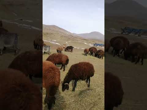 AĞRI ELEŞKİRT AKYUMAK KÖYÖ OCAK 12 2023