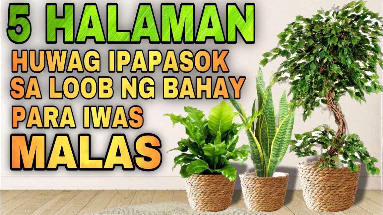 THESE PLANTS ARE NOT LUCKY PLANTS IN HOME | 5 Halaman huwag ipasok sa ...