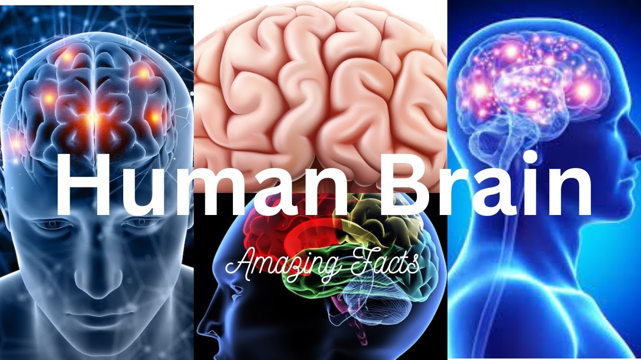 Interesting Facts about the Brain | Brain Facts | Shocking facts about the Human Brain - YouTube