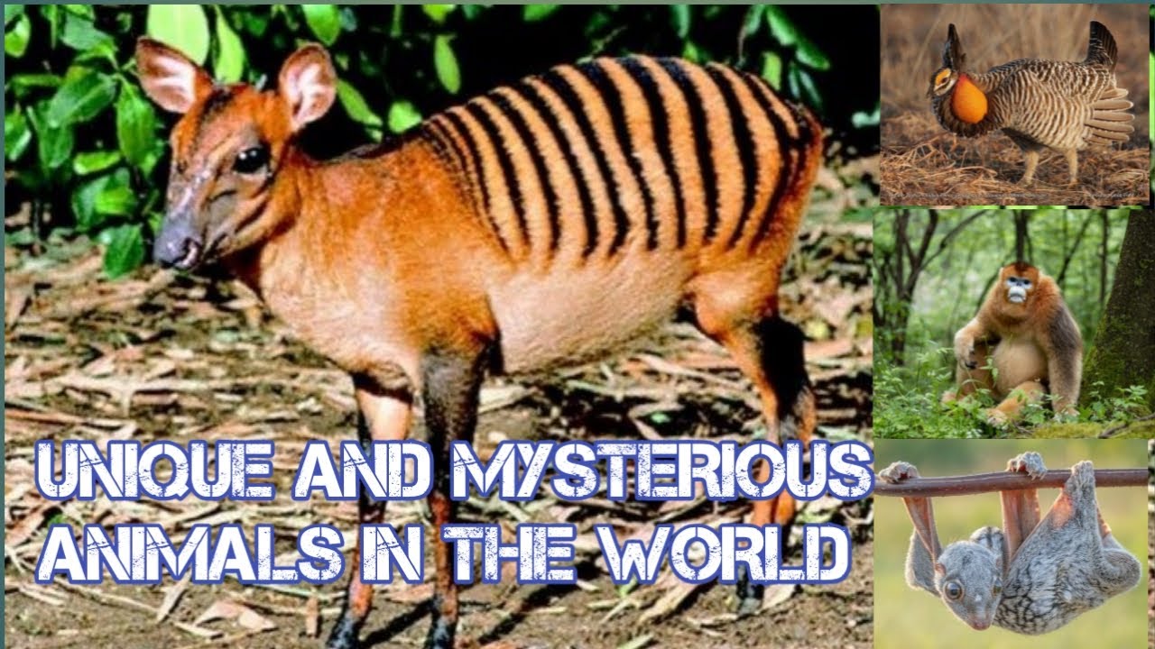THE UNIQUE AND MYSTERIOUS ANIMALS IN THE WORLD - YouTube
