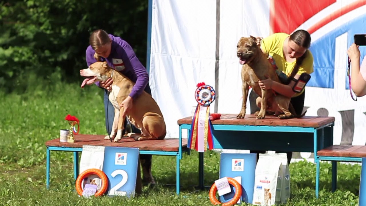 Brave Fighter's pitbulls! pitbull-show 2017 Russia Moscow - YouTube