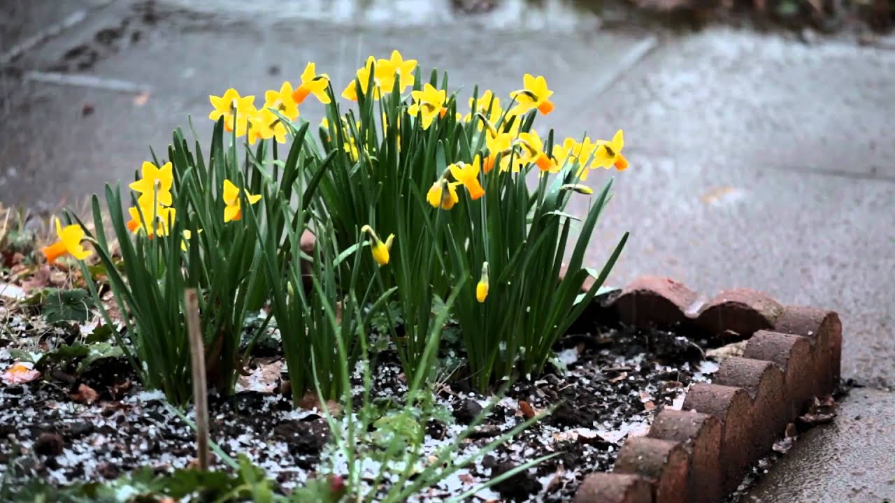 Chico Snow Day.mp4 - YouTube