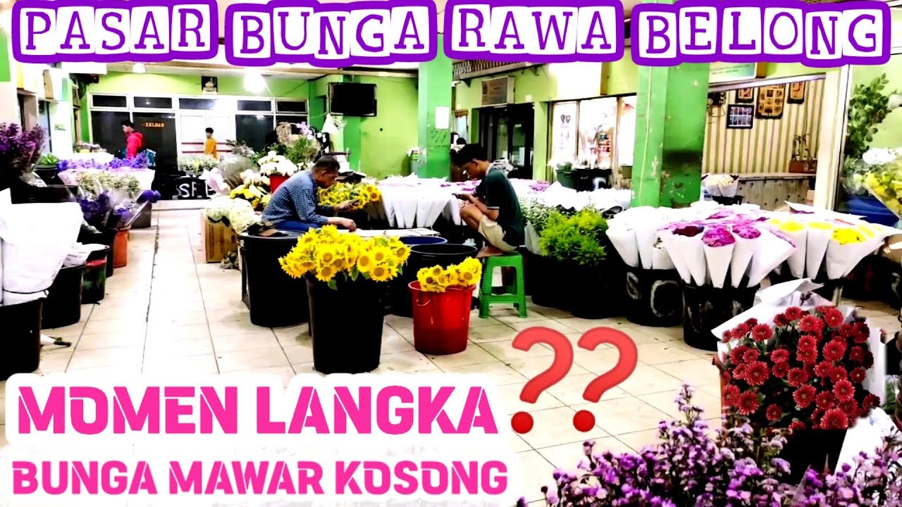 ANEH BIN AJAIB, BUNGA MAWAR LANGKA DI PASAR BUNGA RAWA BELONG ⁉️ - YouTube