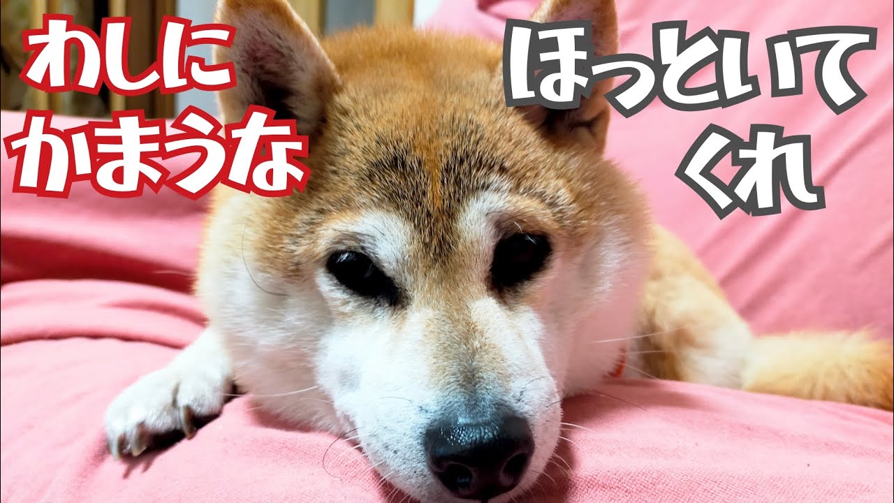 【柴犬】かーちゃんが、たまにウザいと思う件w A sleepy and grumpy Shiba Inu - YouTube