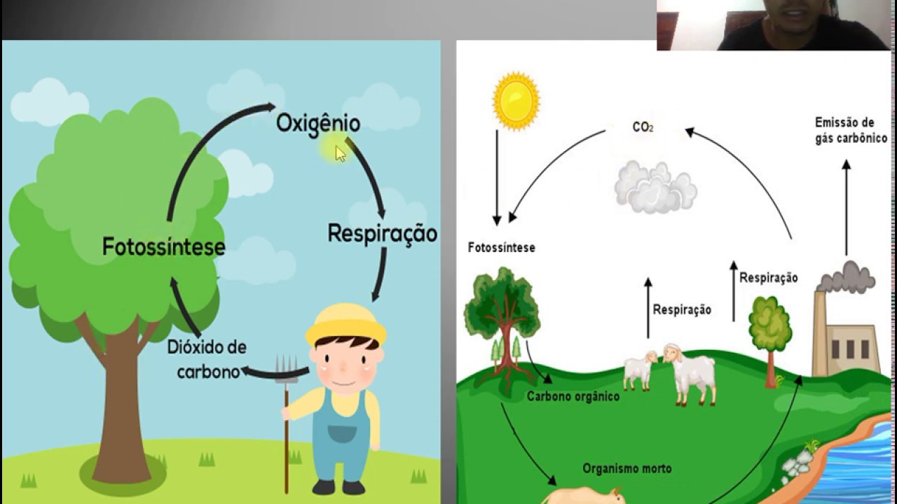 2ª aula Ciclo do carbono e do Oxigênio - YouTube