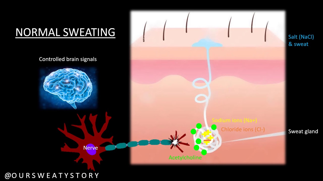 How Sweating Works: THE SCIENCE OF SWEATING - YouTube