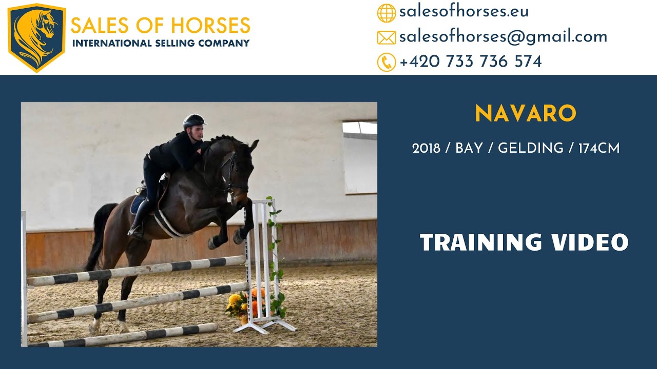 *SOLD*EQUITATION PROSPECT** 2018 gelding by Elvaro (Calvaro Z) - YouTube